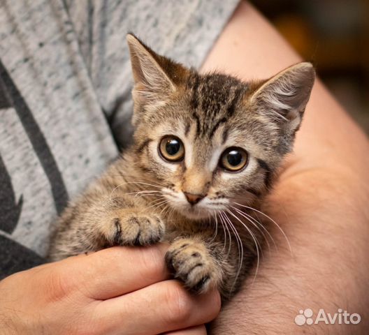 Котята тигрята в дар