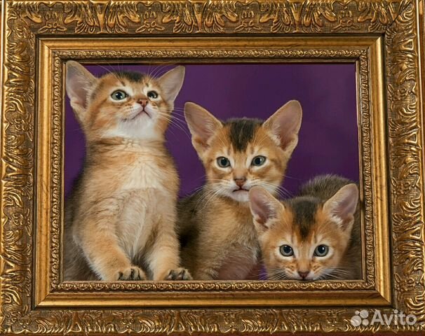 Абиссинкие котята,мальчик и девочки