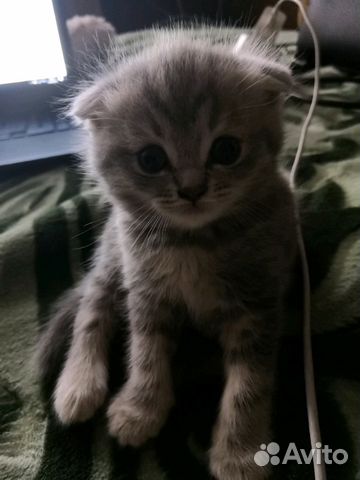 Британские котята