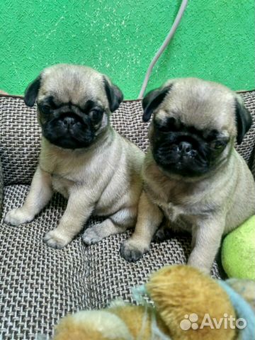 Мальчики и девочки Мопсики