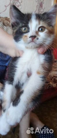 Отдам котенка Жужу