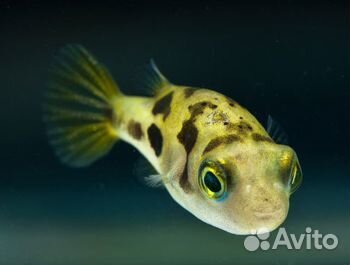 Тетрадон карликовый 2 шт. Бесплатно Самовывоз