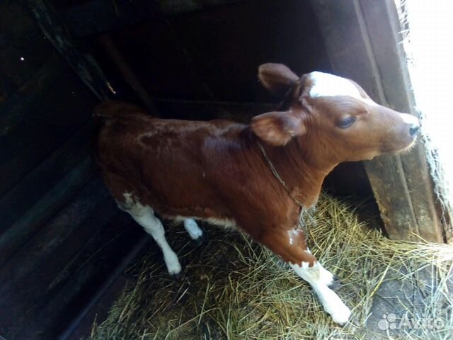 Телочка 1.5 мес