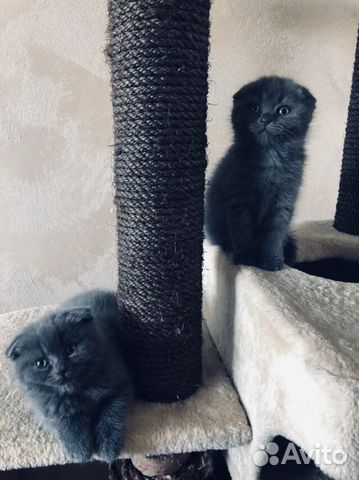 Плюшевые британчики