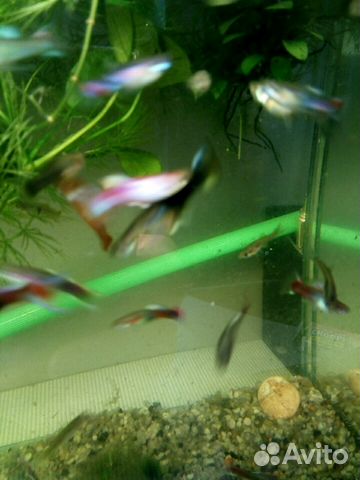 Рыбки гуппи