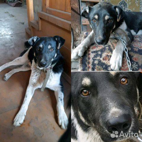 Ищем дом годовалому кобелечку