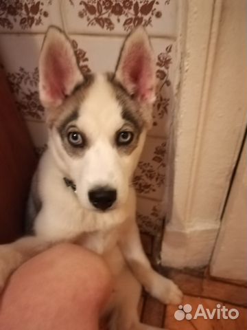 Щенок 8 месяцев