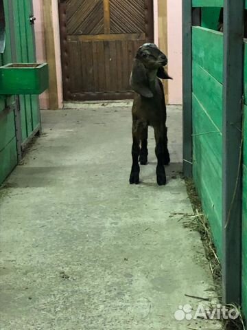 Чистопородный англо-нубийский козлик и козочка