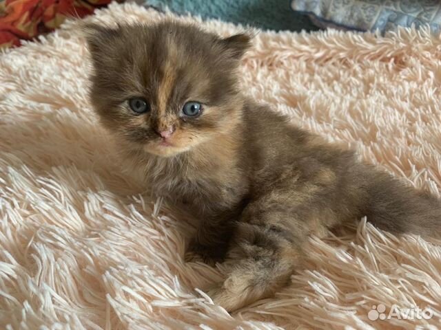 Бринские котята