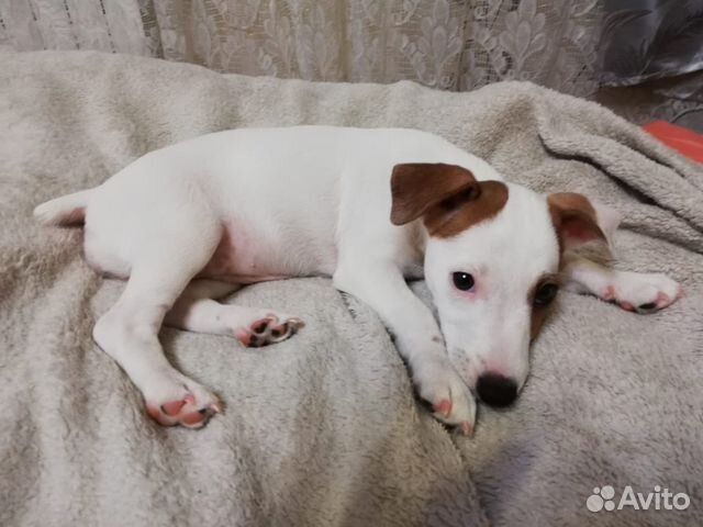 Джек Рассел