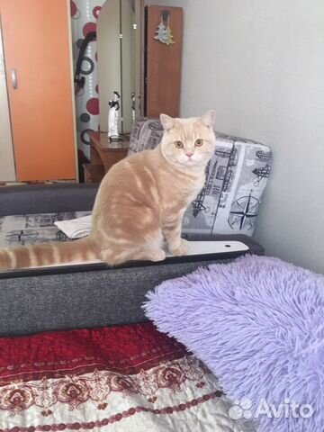 Продам котёнка 8 месяцев британец