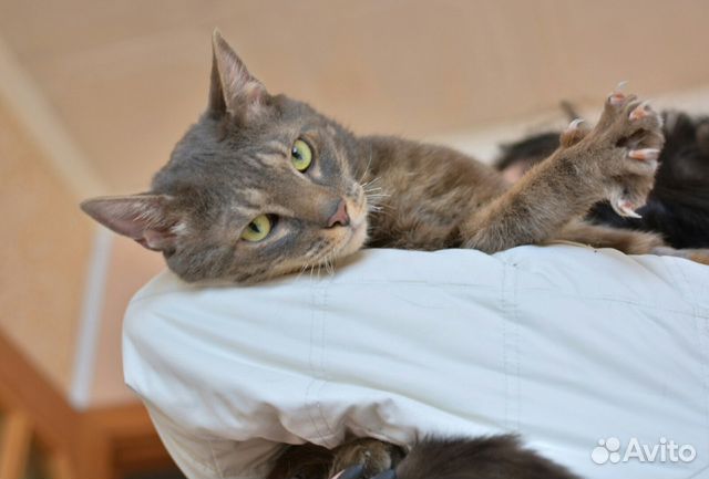 Терри, метис абиссинца в добрые руки