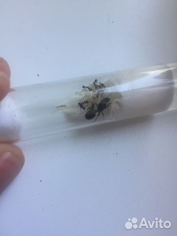 Матки Messor Structor