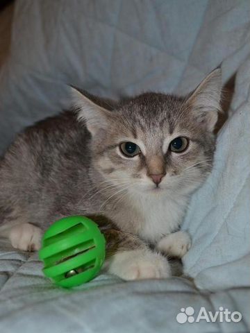 Мраморная, плюшевая девочка - котенок ищет дом