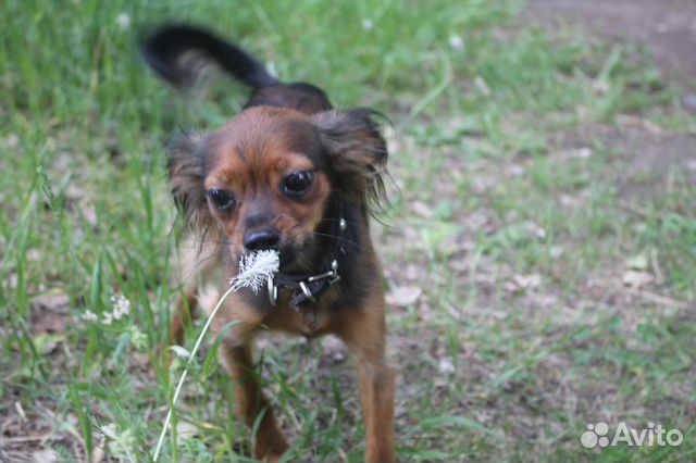 Щенок Русского тоя д/ш