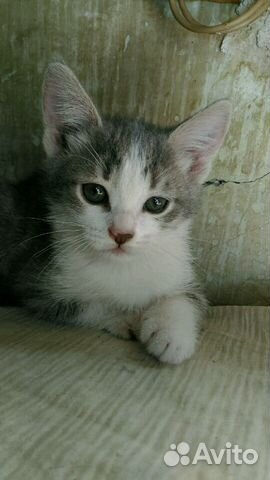 Малышка с коротким хвостиком