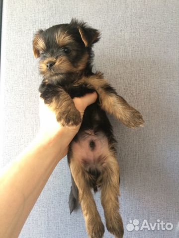 Йоркский терьер