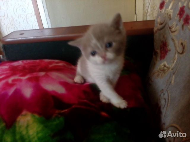 Котята