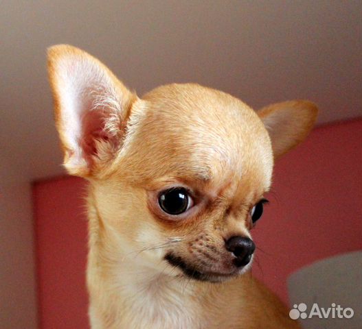 Чихуахуа мини девочка