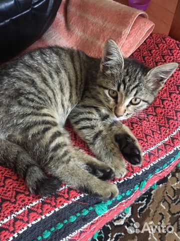 Котёнок в добрые руки