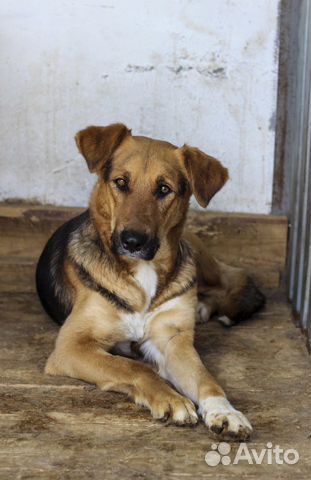 Умная собака в добрые руки