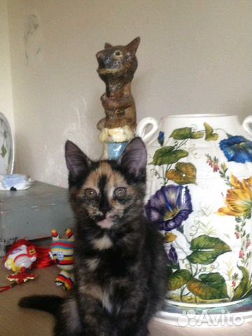 Котёнок (будет ловчая кошка)