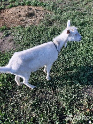 Козачка молодая