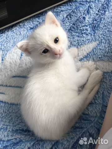 Отдам котёнка в хорошие руки
