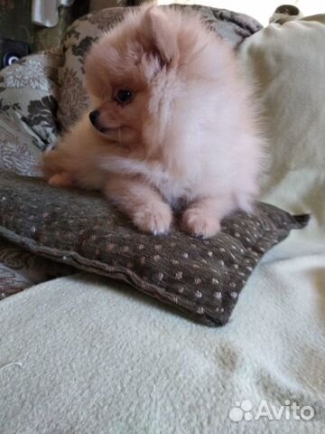 Мальчишка озорнишка