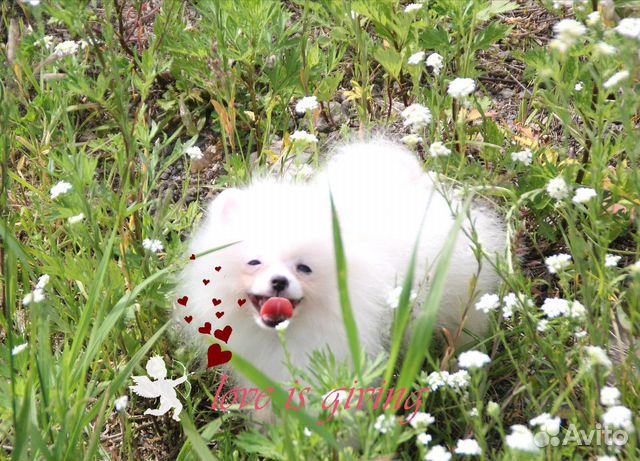 Большой выбор милых пушистиков