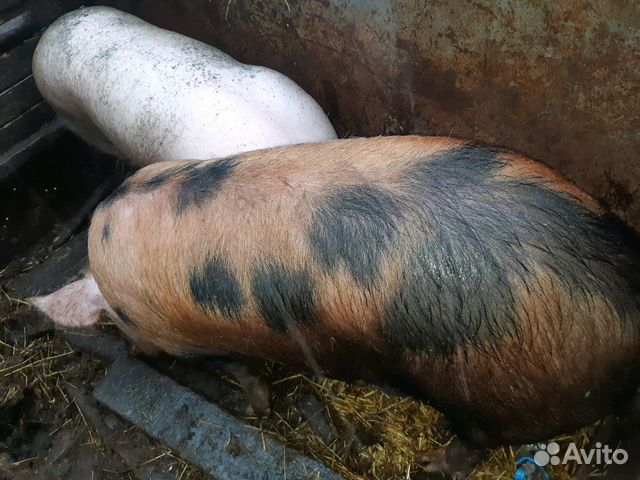 Свинья поросная и хряк