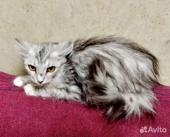 Фантастической красоты котёнок в дар