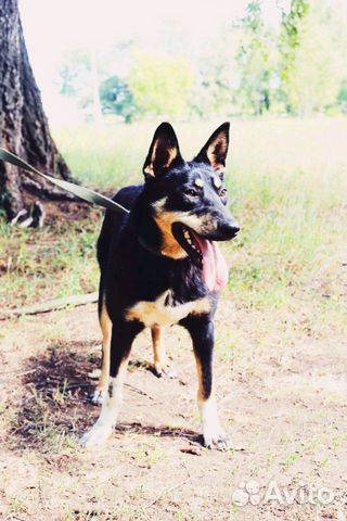 Собака Холли в добрые руки