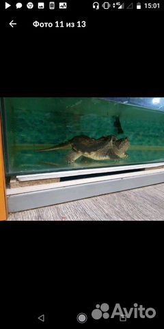 Каймановая черепаха