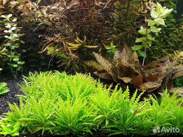 Погостемон хелфери