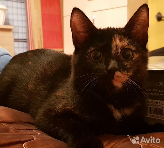 Пропала кошечка помогите найти