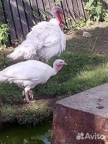 Семья индюков, цеплята