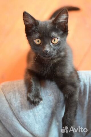 Милый пантерёнок, 3,5 мес