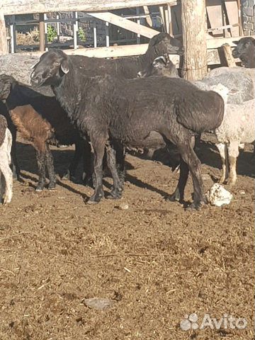 Бараны, овцы