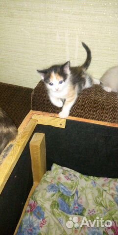 Котята