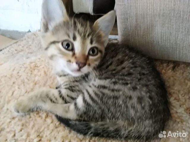 Девочка, 1,5месяца