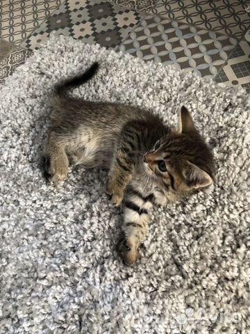 Отдадим домашних котят