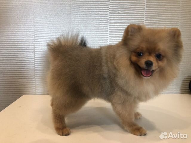 Милашка шпиц