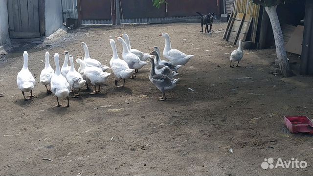 Продаются гусята