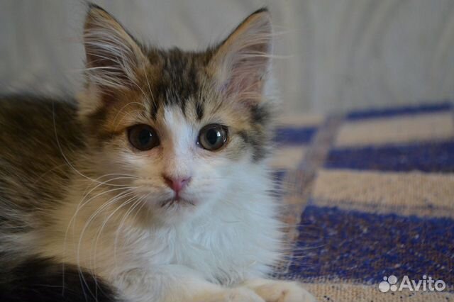 Маленькая кошка ждёт родителей