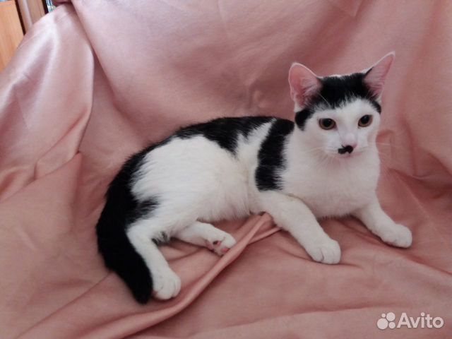 Котенок в добрые руки