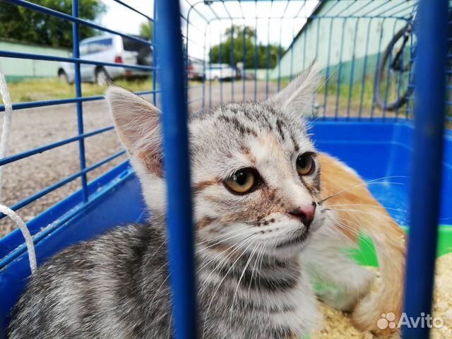 Котята