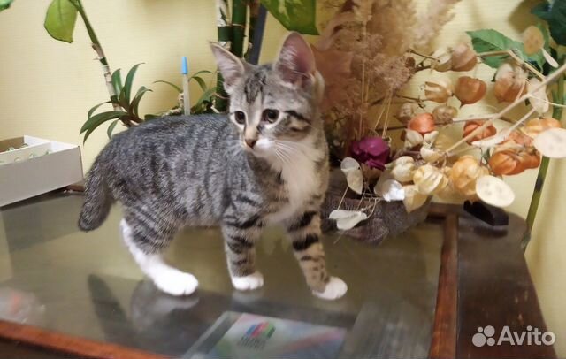 Луи Рассел Кроу