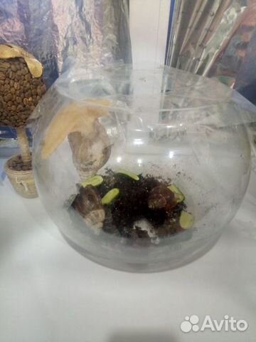 Отдам в дар четыре улиток