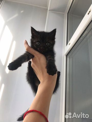Отдам котят в добрые руки